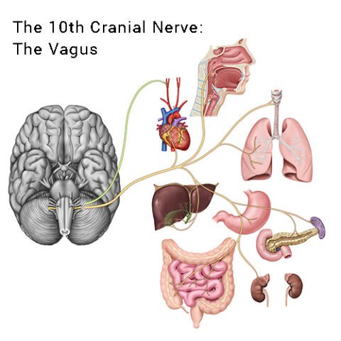 Vagus Nerve Stimulation & Parasympathetic Activation Techniques